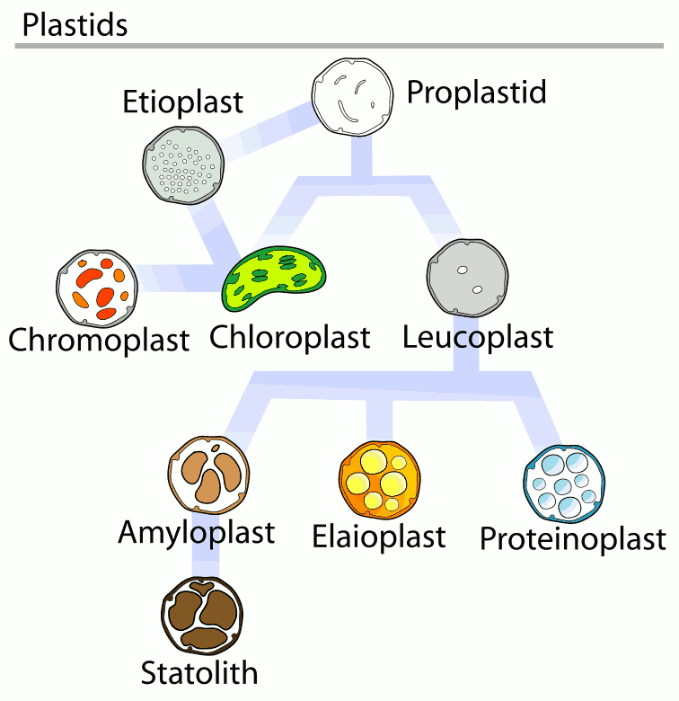 Free Diagrams Clipart - Public Domain Plants clip art, images and graphics